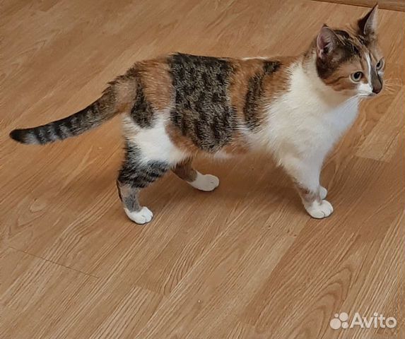 Ласковая кошка в добрые руки