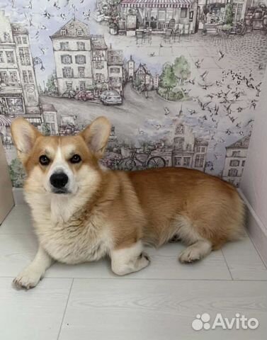 Вельш-корги пемброк вязка