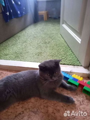 Британский котик