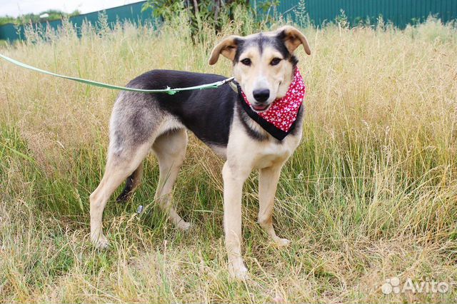 Собака из приюта ищет дом