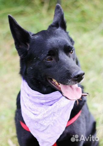 Не лабрадор, но самый верный друг: собака из приют