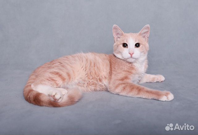 Котенок в дар