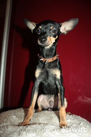 Мальчишка тойчик 6 мес