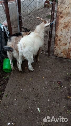 Козел русской породы