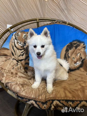 Щенки помски