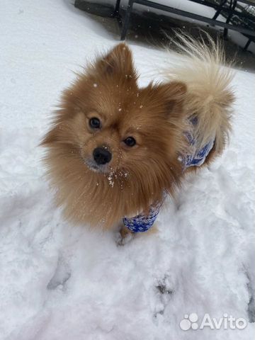 Померанский шпиц вязка кобель