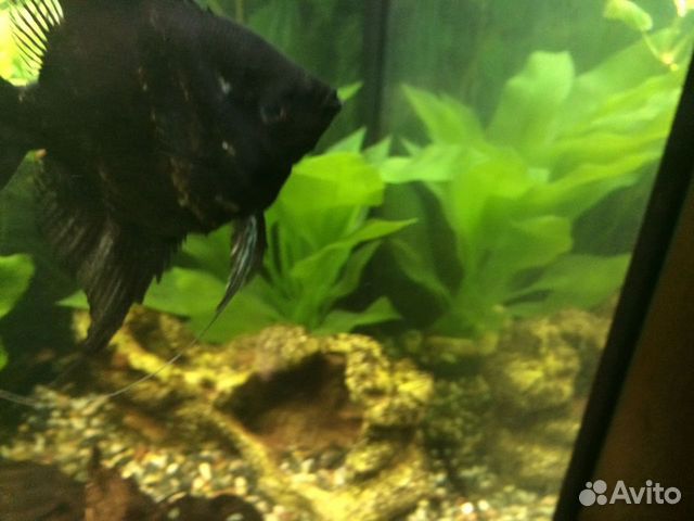 Мраморные скалярии и анциструс