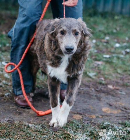 Спасите Щенока Грея из приюта
