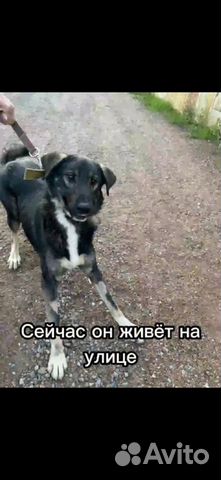 Собака для добрых и неравнодушных людей