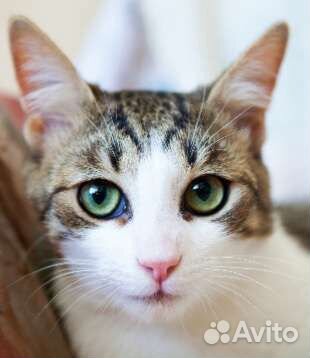 Алекс ищет дом