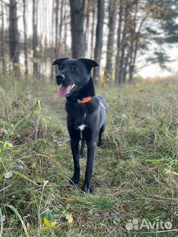 Очаровательная собака Лиза в добрые руки