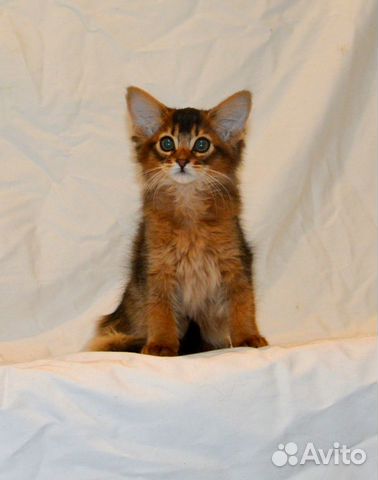 Сомалийские котята