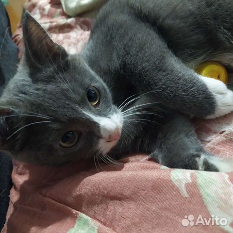 Самый милый и нежный котенок