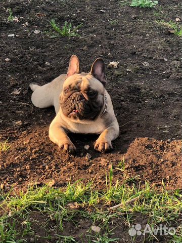 Французский бульдог, взрослый кобель, продам