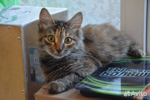 Котенок Настасья в добрые руки