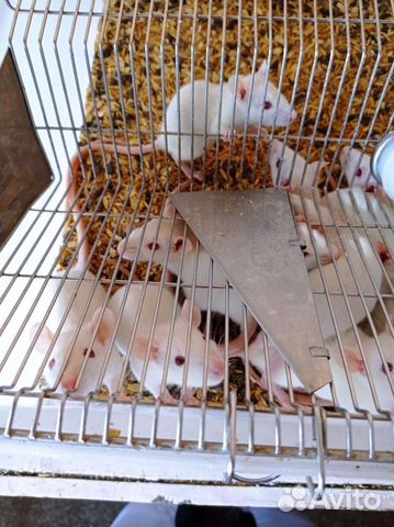 Крысы и мышки в добрые руки