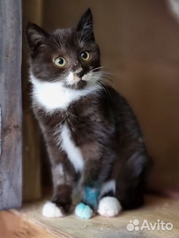 Кошка