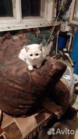 Кошка в дар