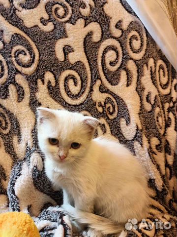 Котенок мегаласковая Тася ищет дом