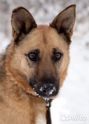 Заюшка ищет семью