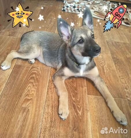 Супер - щенок, метис овчарки