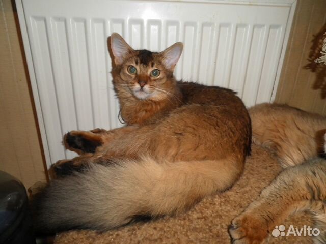 Чудесный мальчик сомали из питомника,7 мес