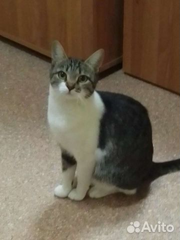 Кошечка умница молодая