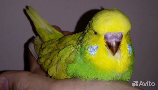 Птенчик из гнезда,ввп,чех