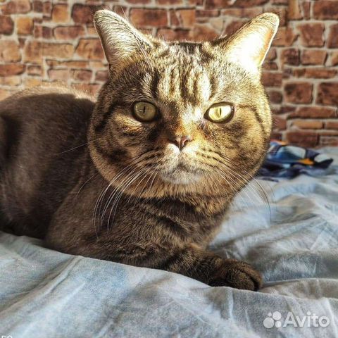 Кот 2.5 года, очень ласковый