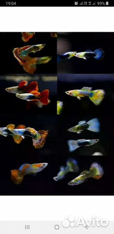 Аквариумные рыбки гуппи