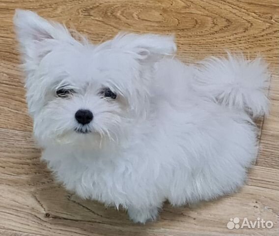 Мальтипу ф1 девочка стандарт