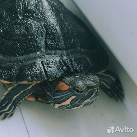 Красноухие черепахи с аквариумом