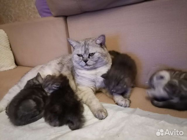 Шотландские котята