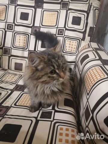 Котенок в добрые руки