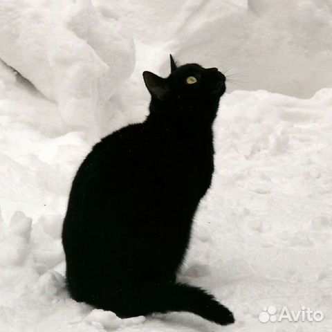 Котёнок девочка чёрная замерзнет на улице