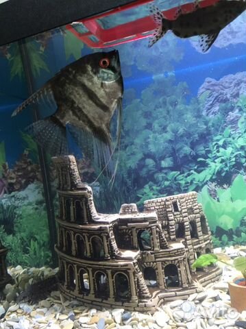 Домашние животные