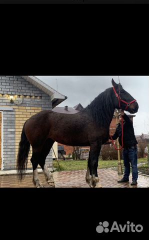 Продам кобылу-лошадь