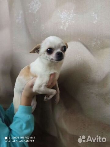 Чихуахуа девочка
