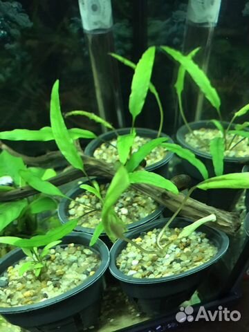 Прополка аквариумные растения