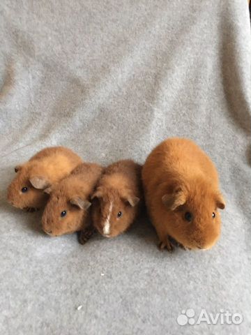 Морская свинка американский тедди