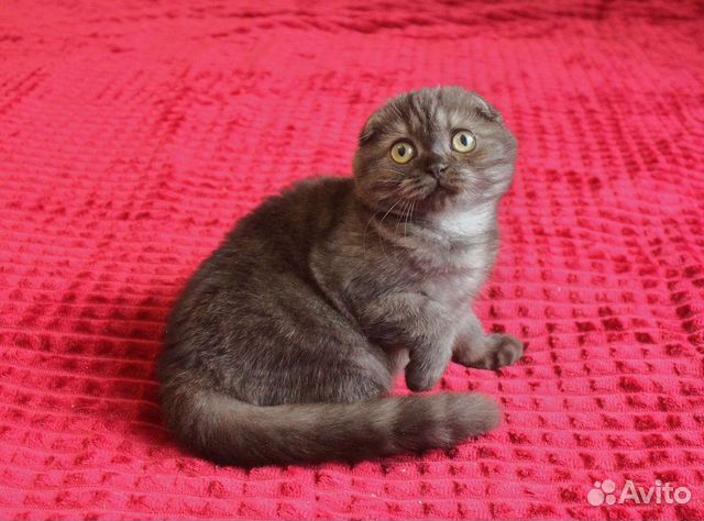 Плюшевая вислоушка