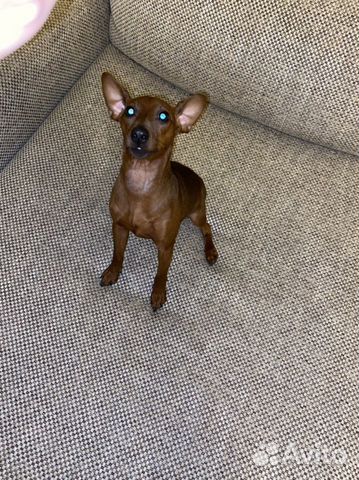 Собака цвергпинчер