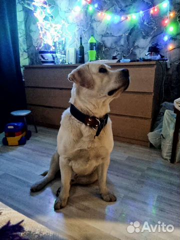 Кобель лабрадора вязка