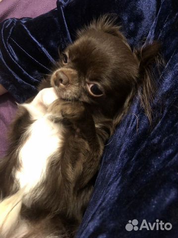 Чихуа вязка