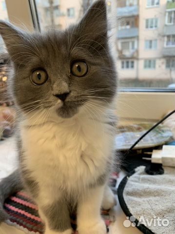 Котенок мальчик