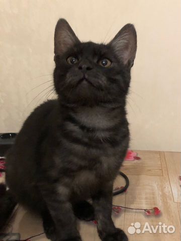 Котенок полосатик тигренок черный с подпалым в доб