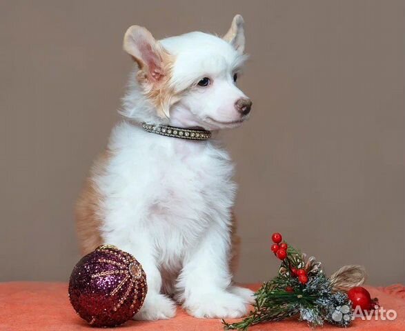 Китайская хохлатая