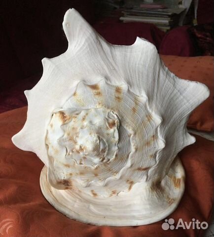 Морская раковина большая