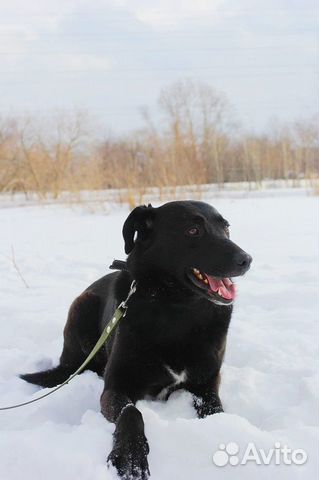Собака ищет семью