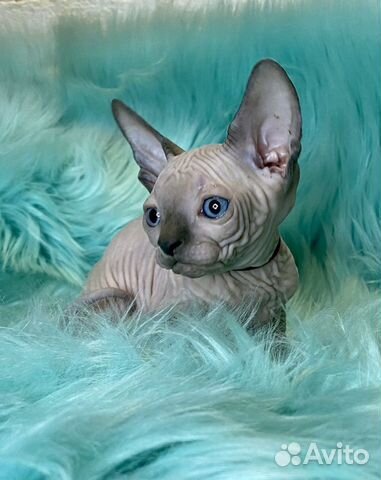 Сладкий мальчишка Канадский сфинкс